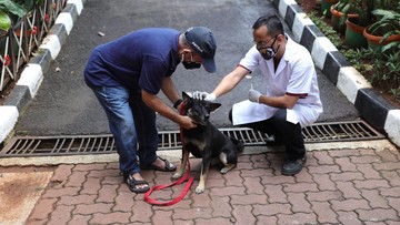 Awas Rabies, Ini Pertolongan Pertama usai Digigit Anjing